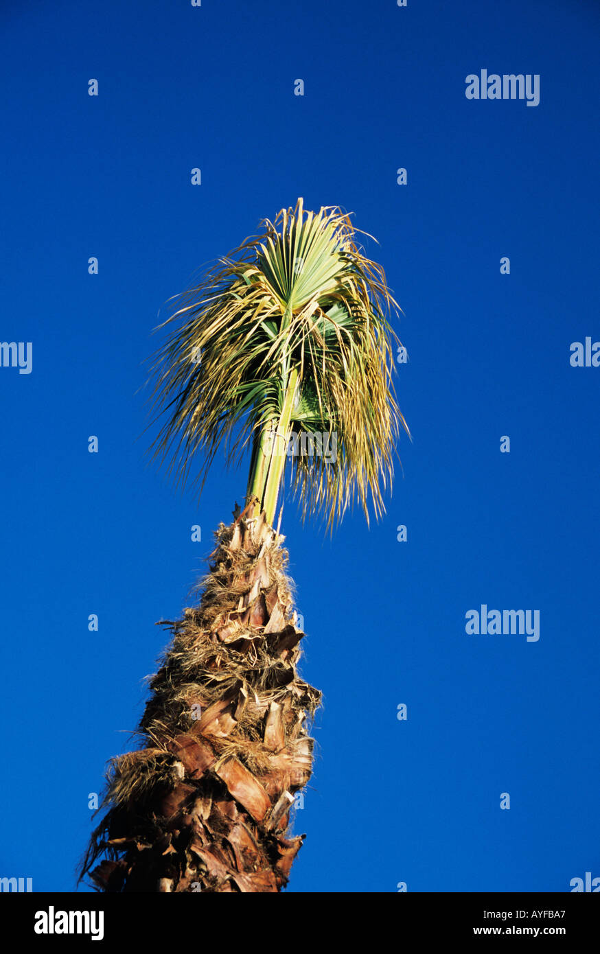 Europe palm tree hi-res stock photography and images - Alamy