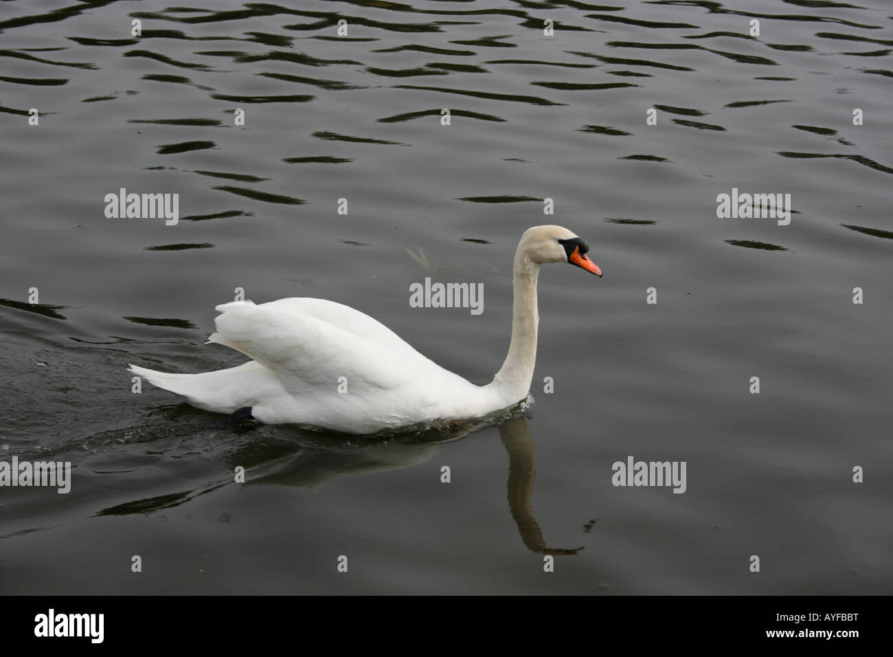Swan full view hi-res stock photography and images - Alamy
