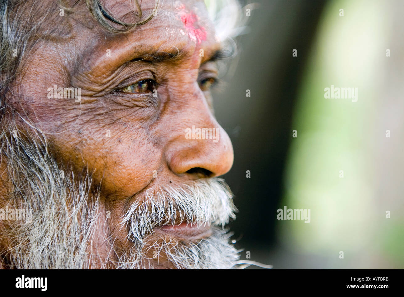 Serene stare of an old Indian Sannyasi. India Stock Photo - Alamy