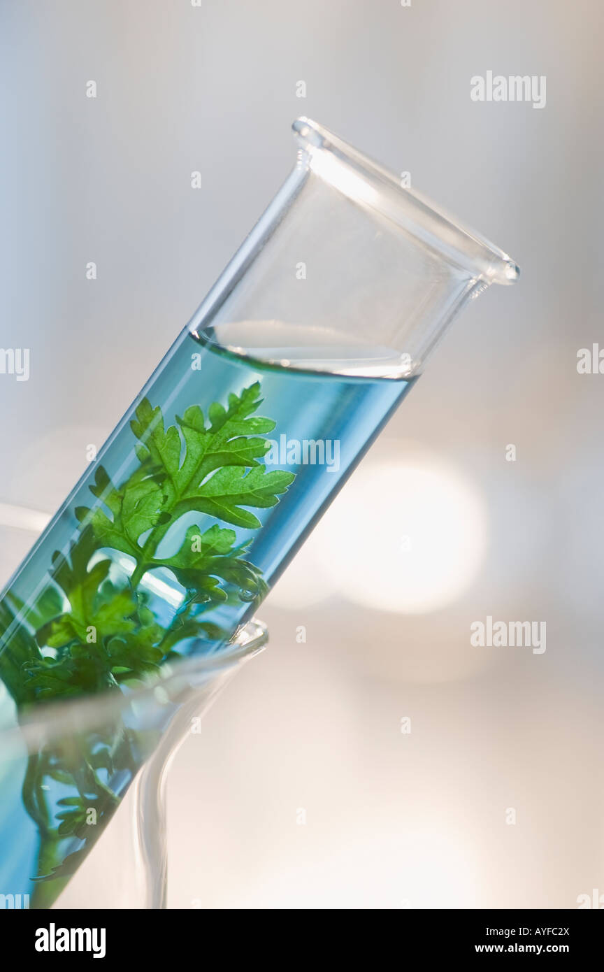 Plant and liquid in vial Stock Photo - Alamy