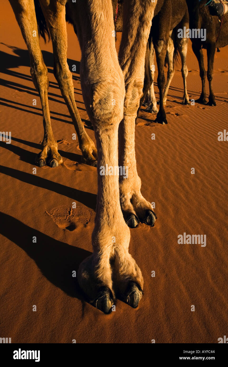 Camel toes High Resolution Stock Photography and Images - Alamy