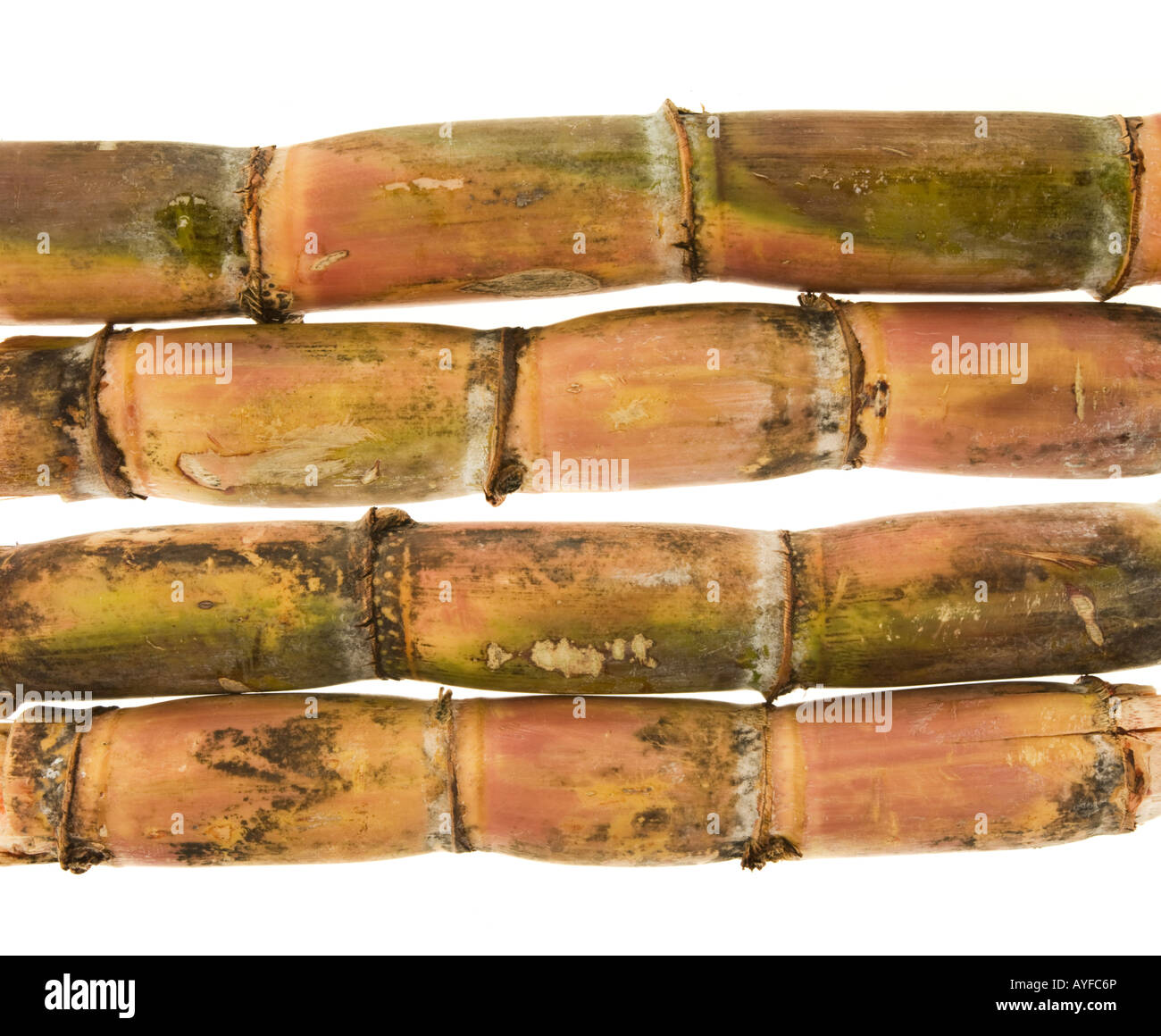 Stick of fresh sugar cane from MADAGASCAR Stock Photo - Alamy