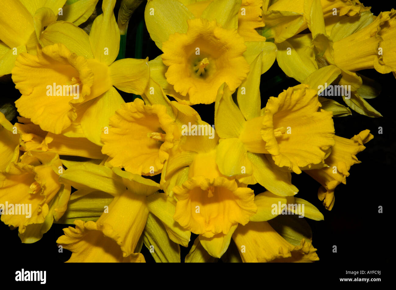 Daffodil flower heads hi-res stock photography and images - Alamy