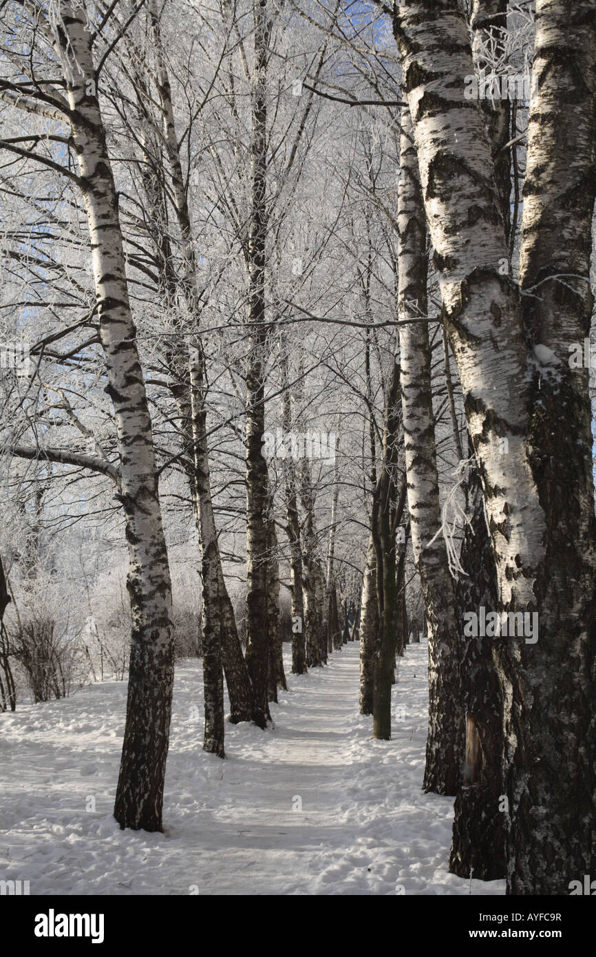 Snow mountain tree Stock Photo - Alamy