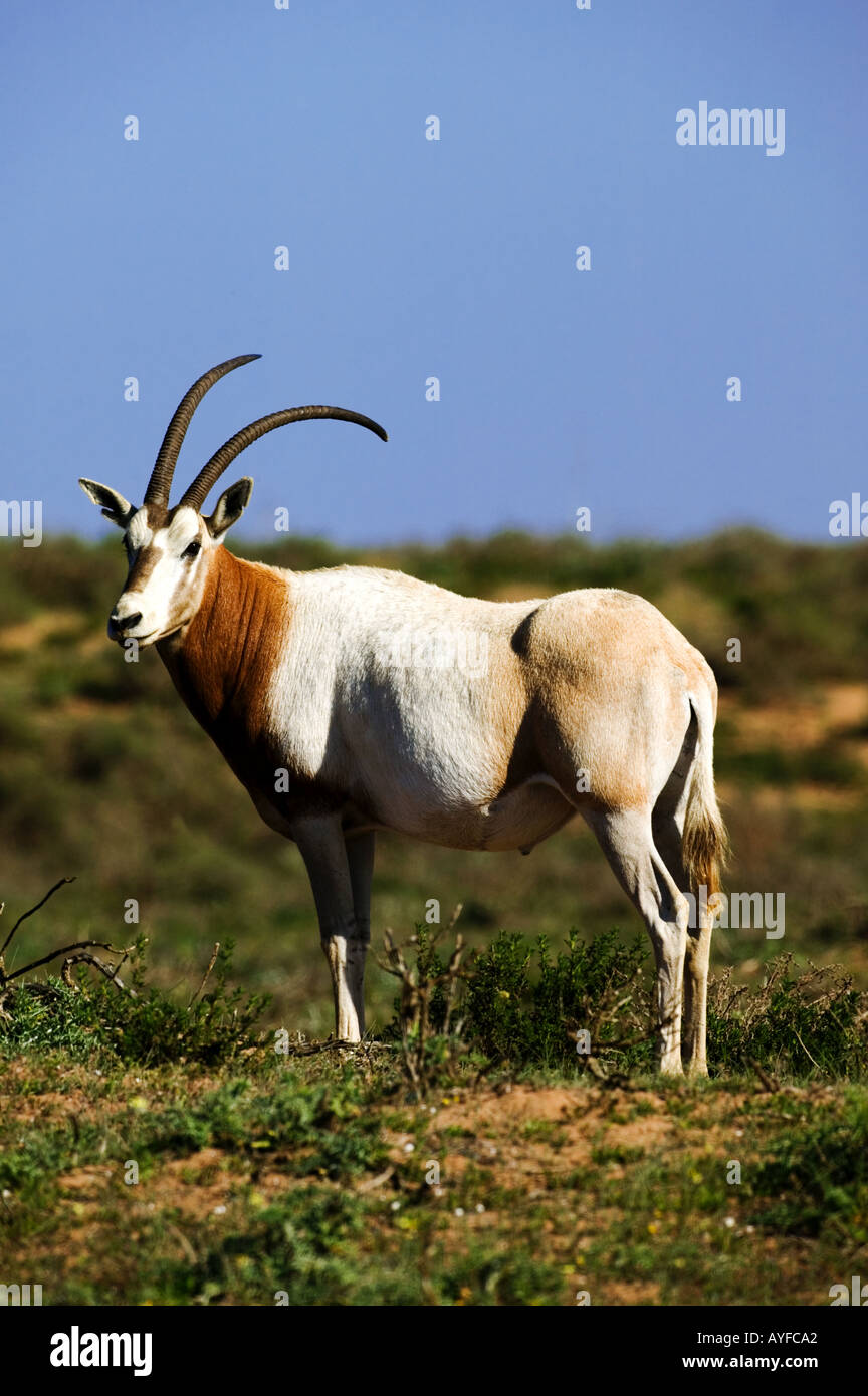 Africa extinct hi-res stock photography and images - Alamy