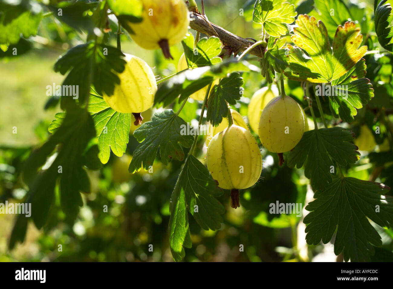 Gooseberry bush uk hi-res stock photography and images - Alamy