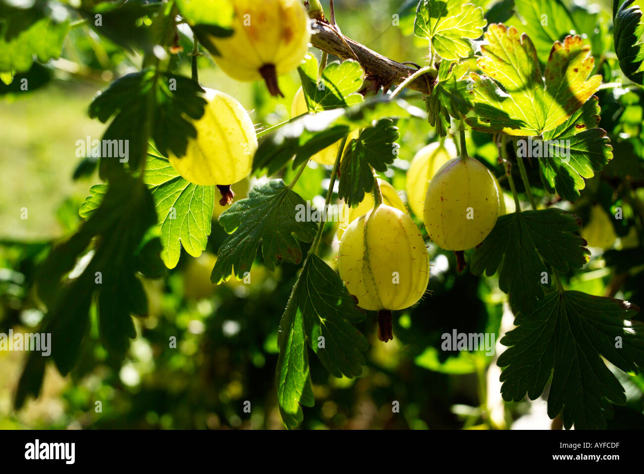 Gooseberry bush uk hi-res stock photography and images - Alamy