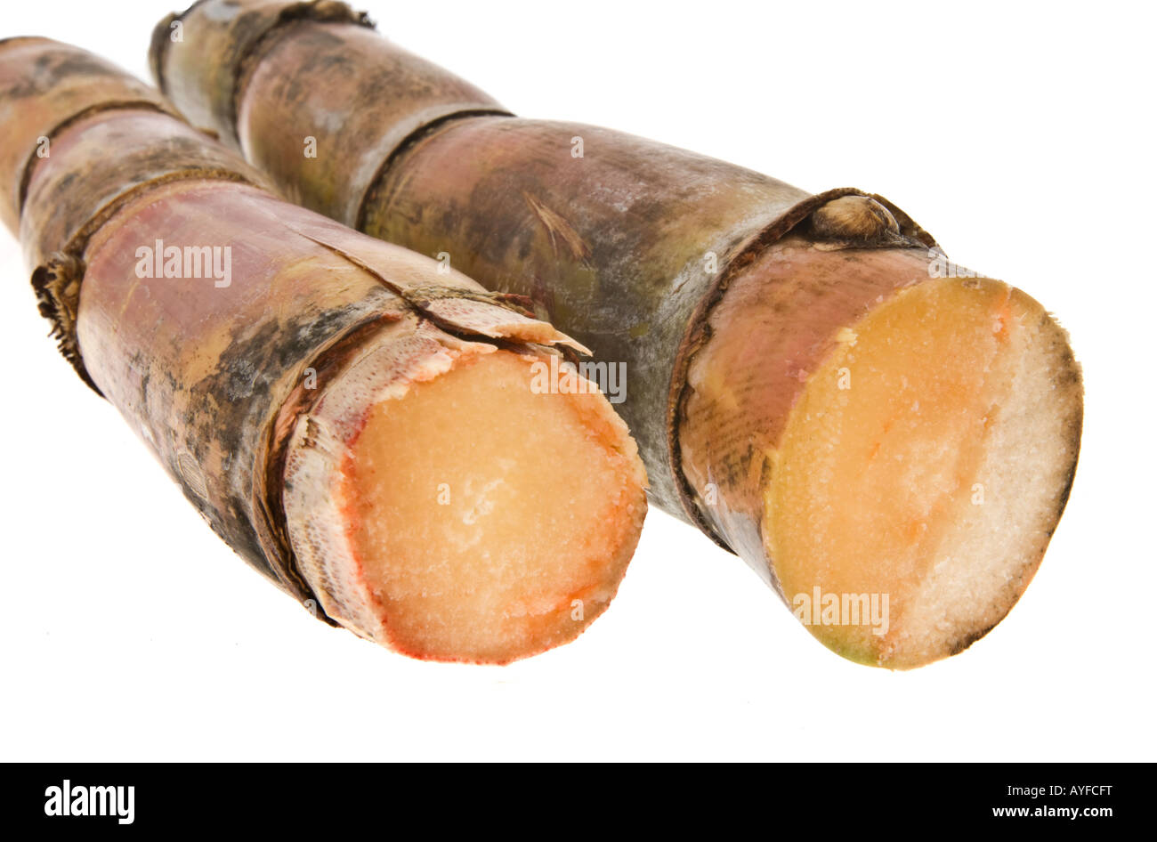 Stick of fresh sugar cane from MADAGASCAR Stock Photo - Alamy