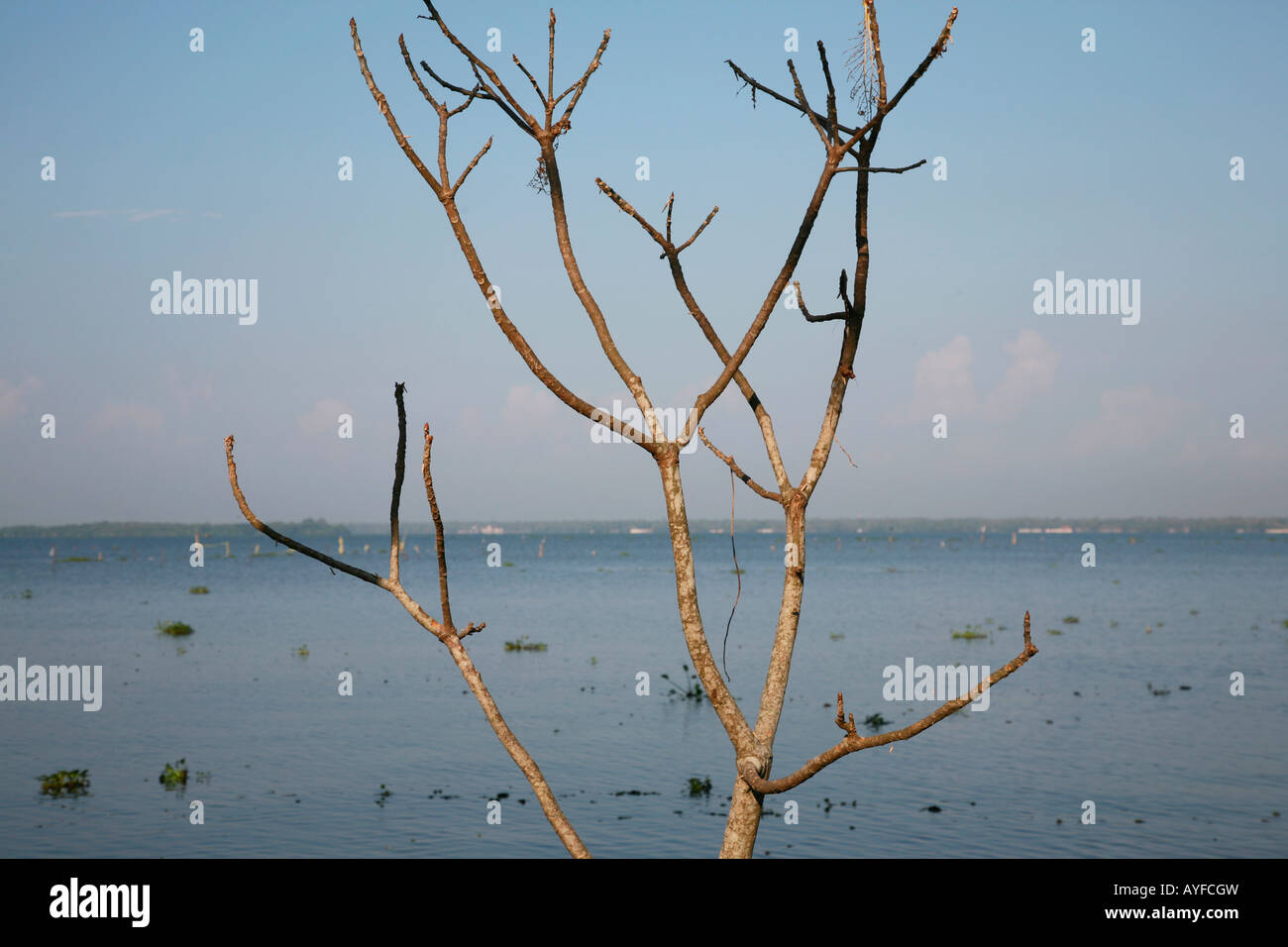 A dry tree in Kumarakom lake,kerala,india Stock Photo - Alamy