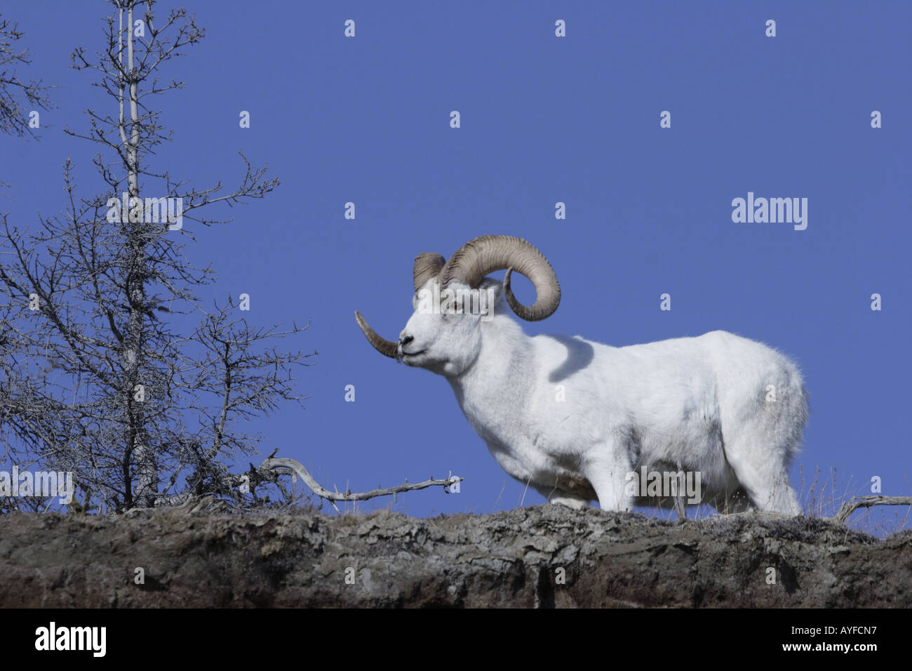Dall Sheep ram in Denali National Park, shot in the wild Stock Photo ...