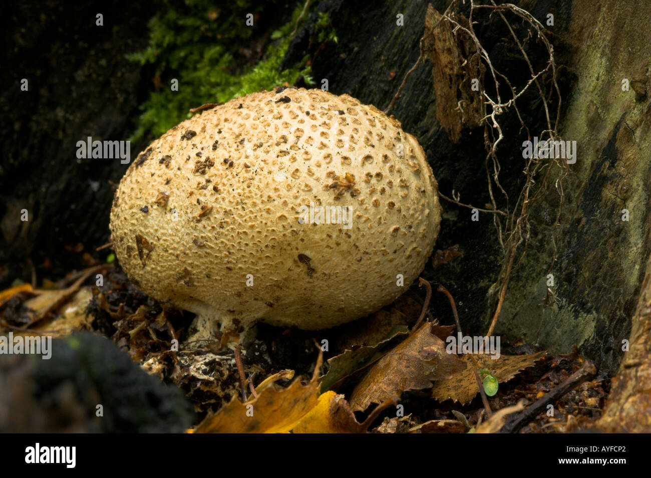 common earth ball Stock Photo - Alamy