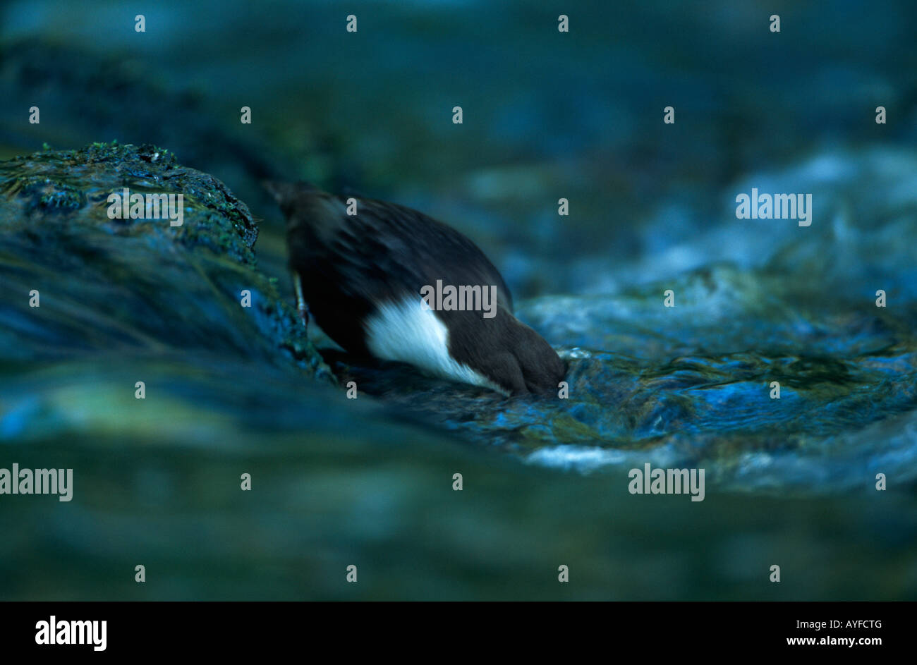 Dipper searching for aquatic insects in fast flowing river Stock Photo ...