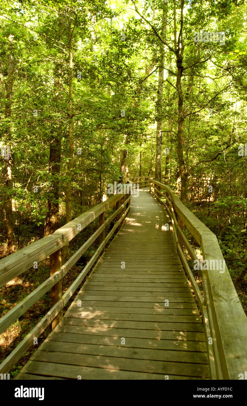 Boardwalk through river bottom swamp at the Congaree Swamp National ...