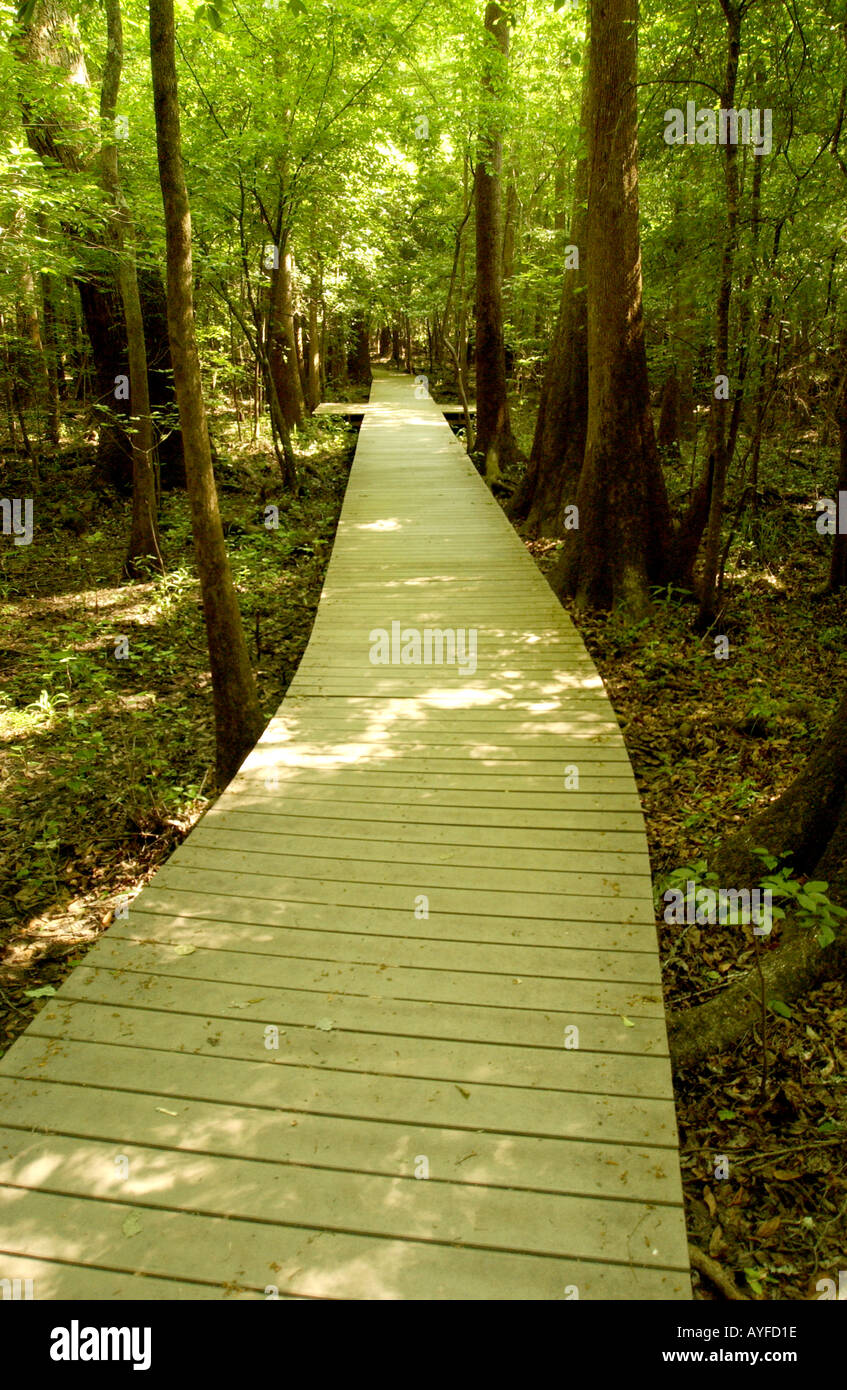 Congaree swamp national hi-res stock photography and images - Alamy