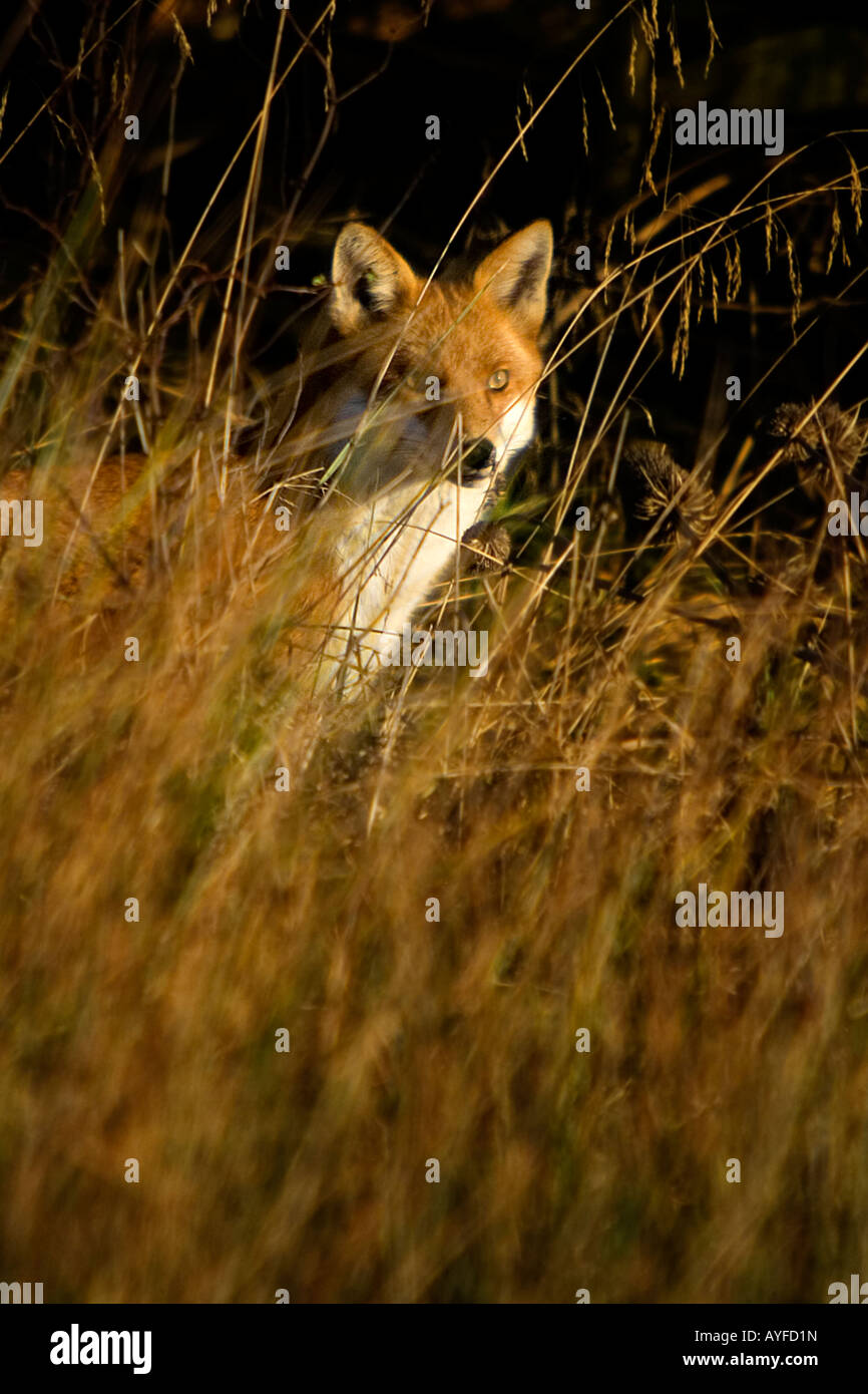 Fox Vulpes vulpes Stock Photo - Alamy