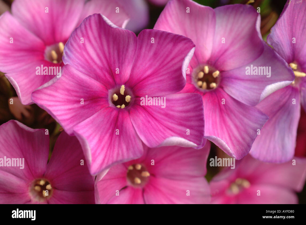Cluster blooms hi-res stock photography and images - Alamy