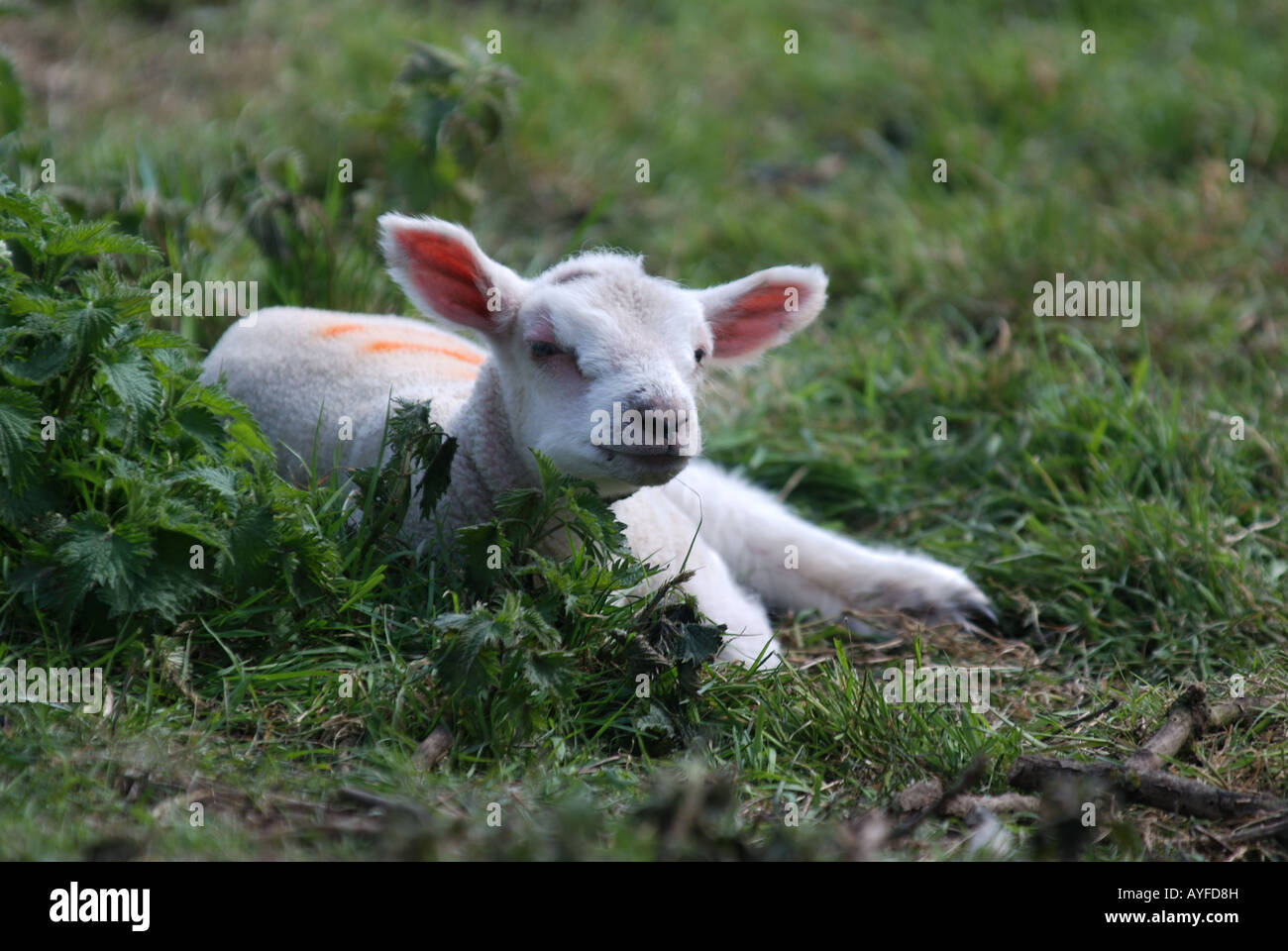 Lambs pastoral life hi-res stock photography and images - Alamy
