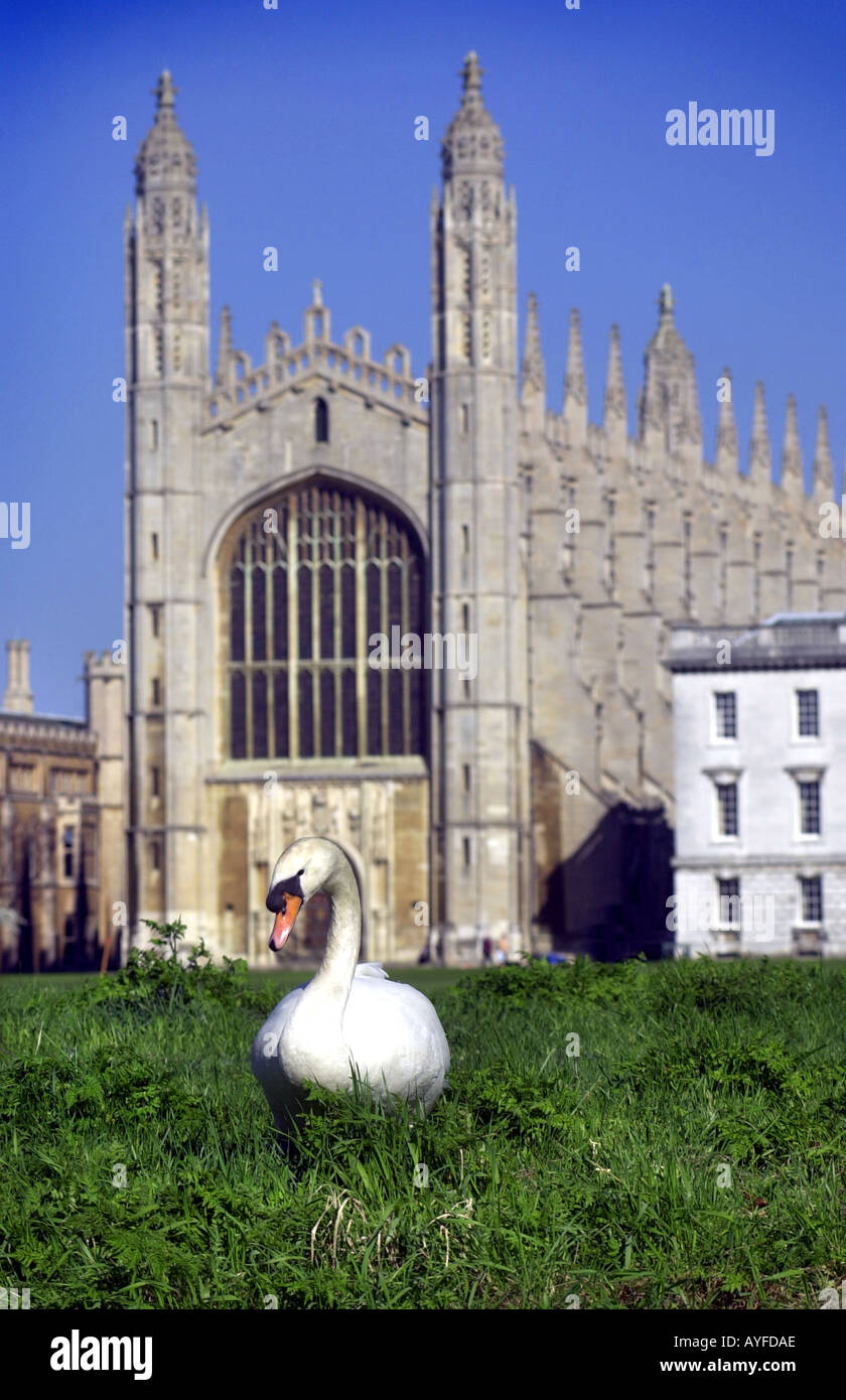 Cambridge England River Swan High Resolution Stock Photography and ...