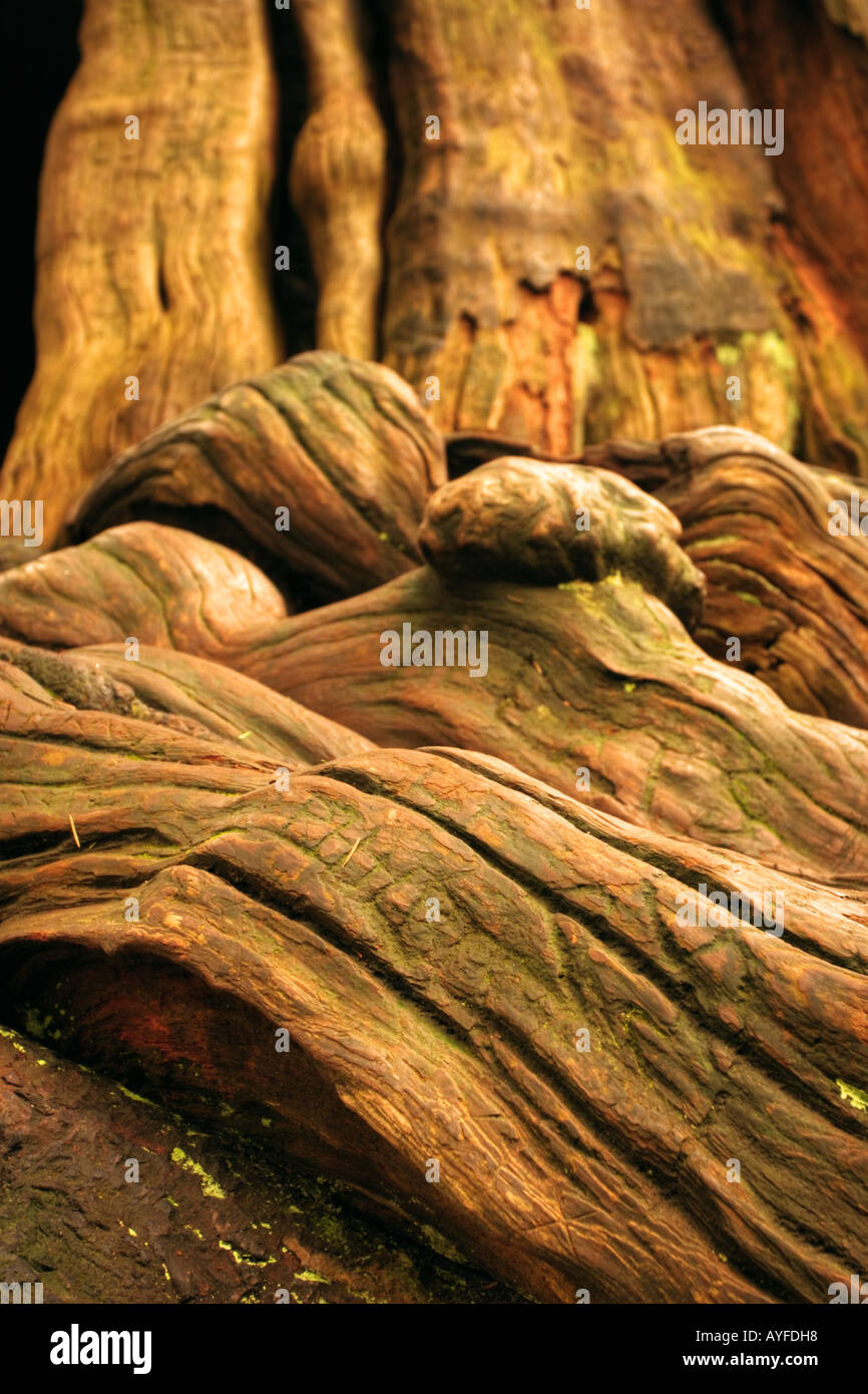 Hollow tree vancouver hi-res stock photography and images - Alamy