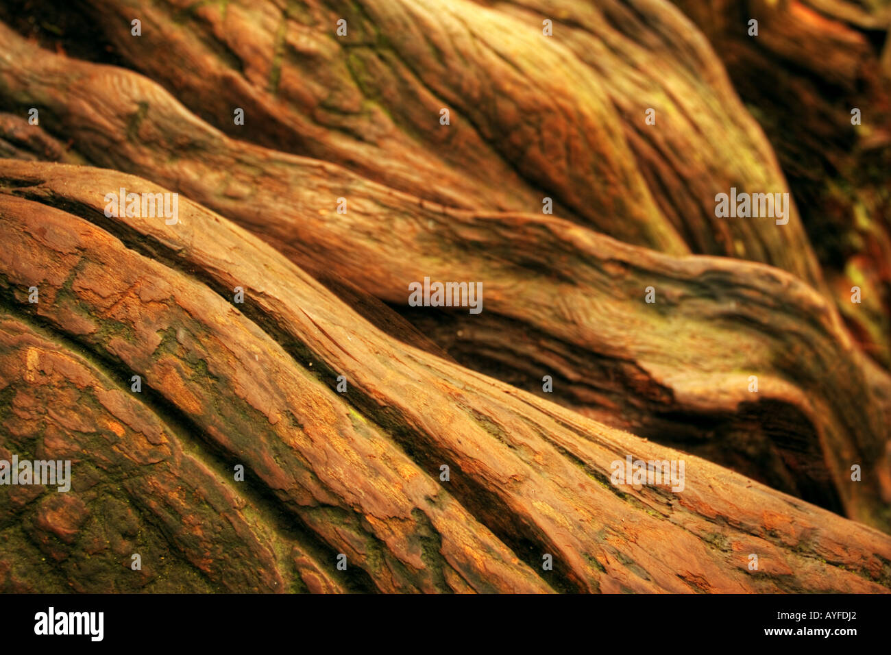 Hollow roots hi-res stock photography and images - Alamy