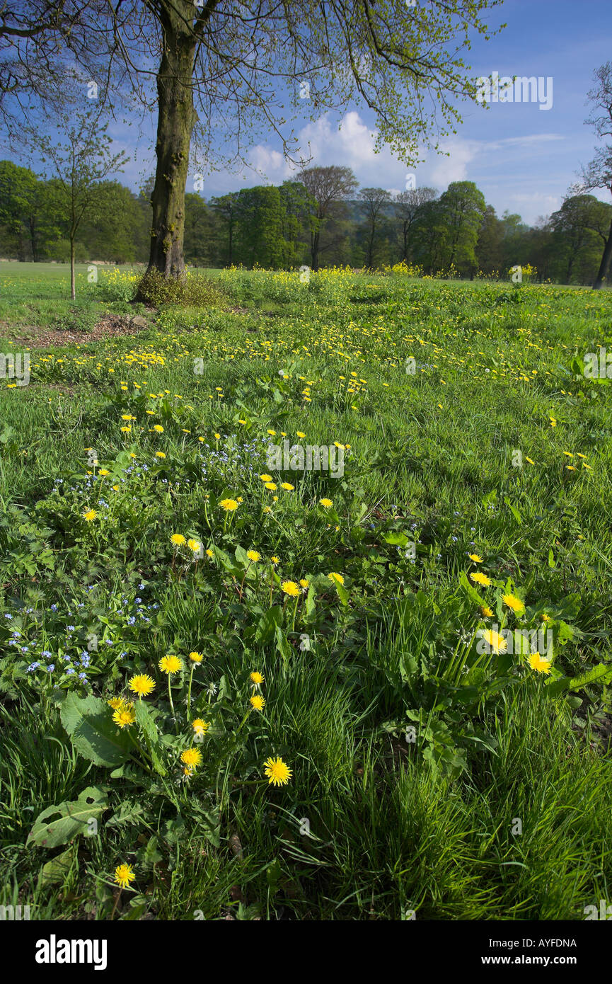Witton Country Park Blackburn spring Lancashire Stock Photo - Alamy