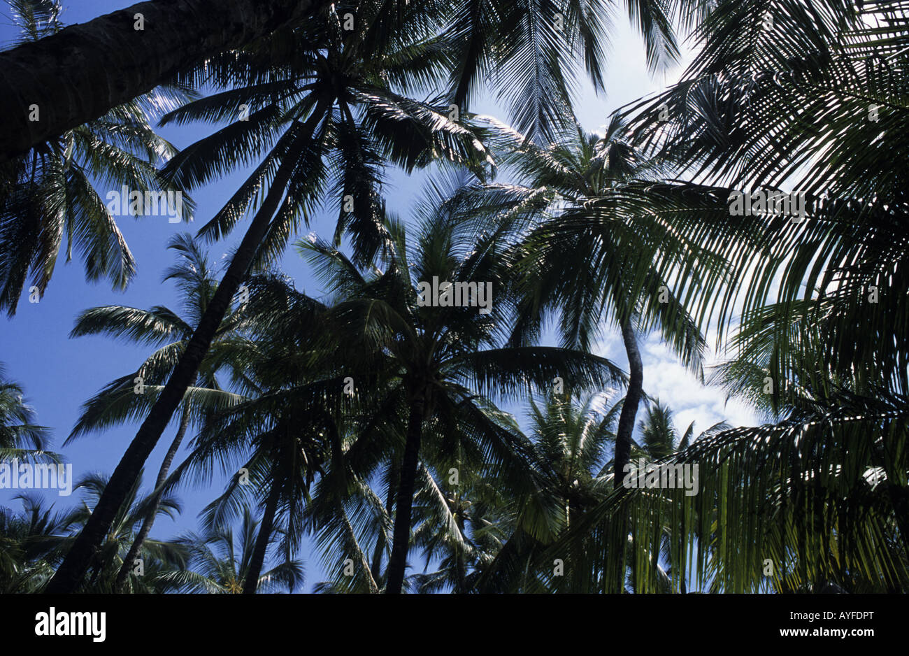 Kenya Africa Mombassa. Palm trees Stock Photo - Alamy