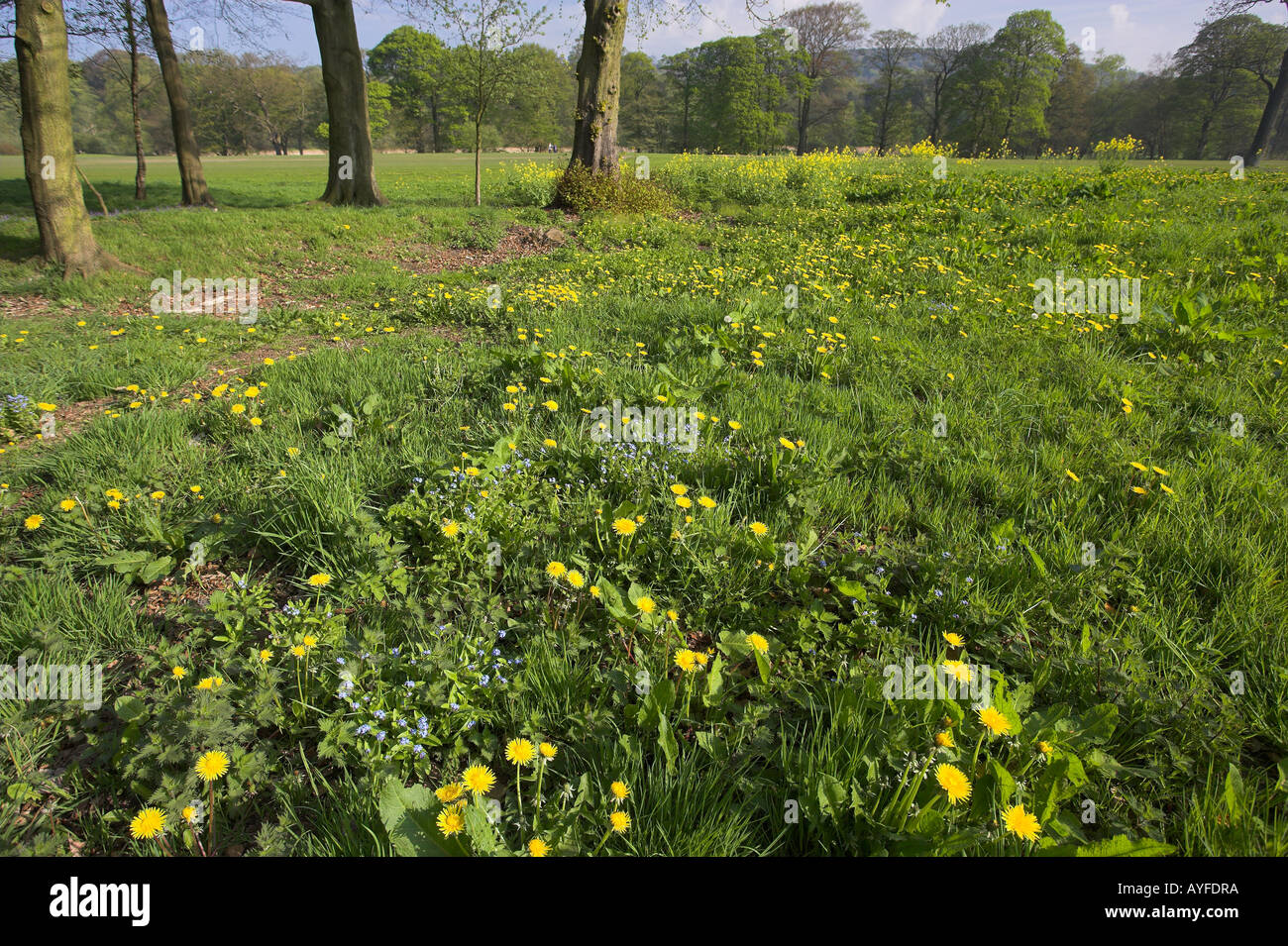 Witton Country Park Blackburn spring Lancashire Stock Photo - Alamy