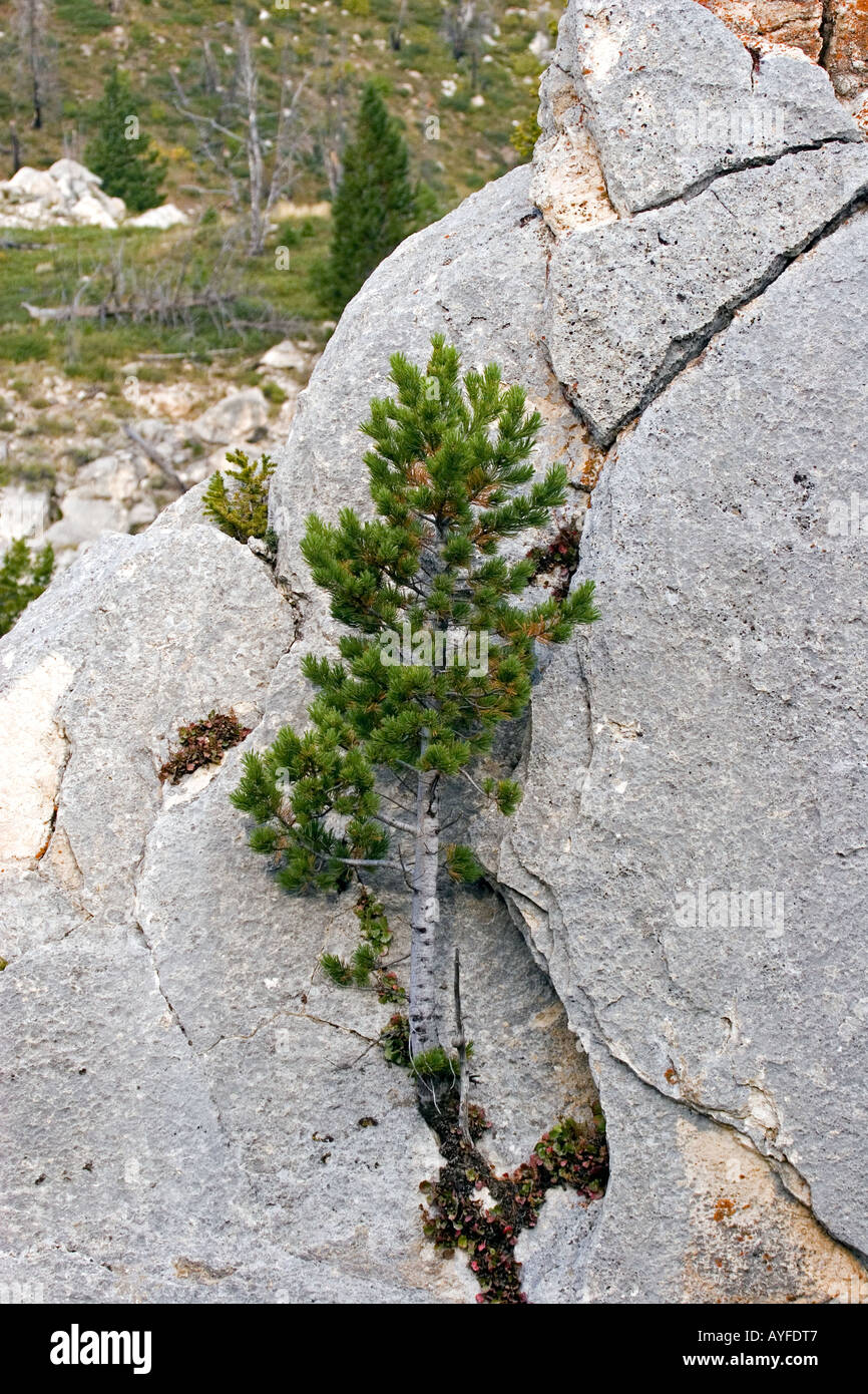Tree growing in rock without soil Stock Photo - Alamy