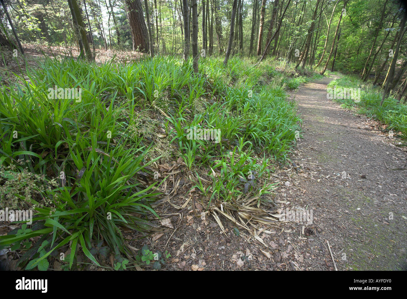Witton Country Park wood rush Blackburn spring Lancashire Stock Photo ...