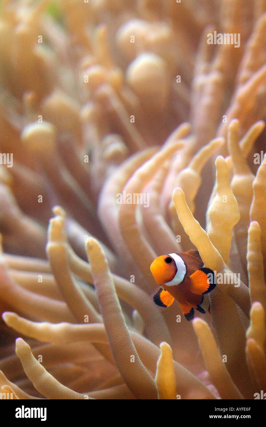 White ocellaris clownfish hi-res stock photography and images - Alamy
