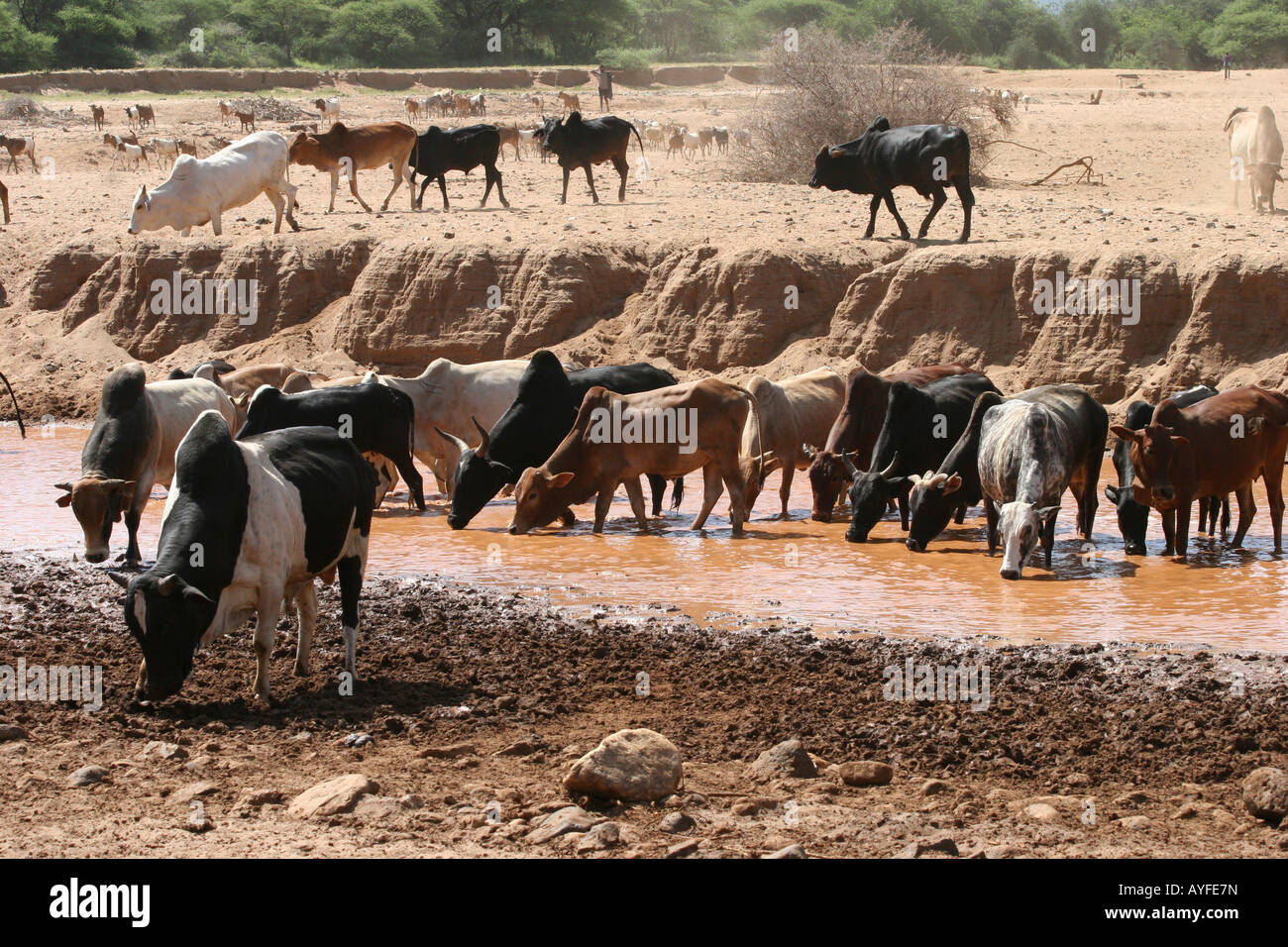 Africa Tanzania Datoga tribe Cattle grazing in the arid land near a ...