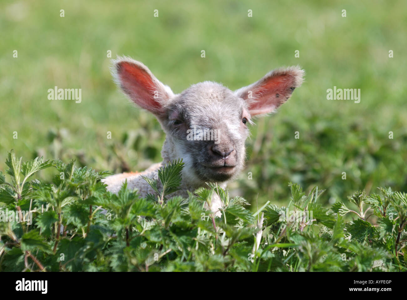 Newborn lamb in field hiding in the grass kent UK england Stock Photo ...