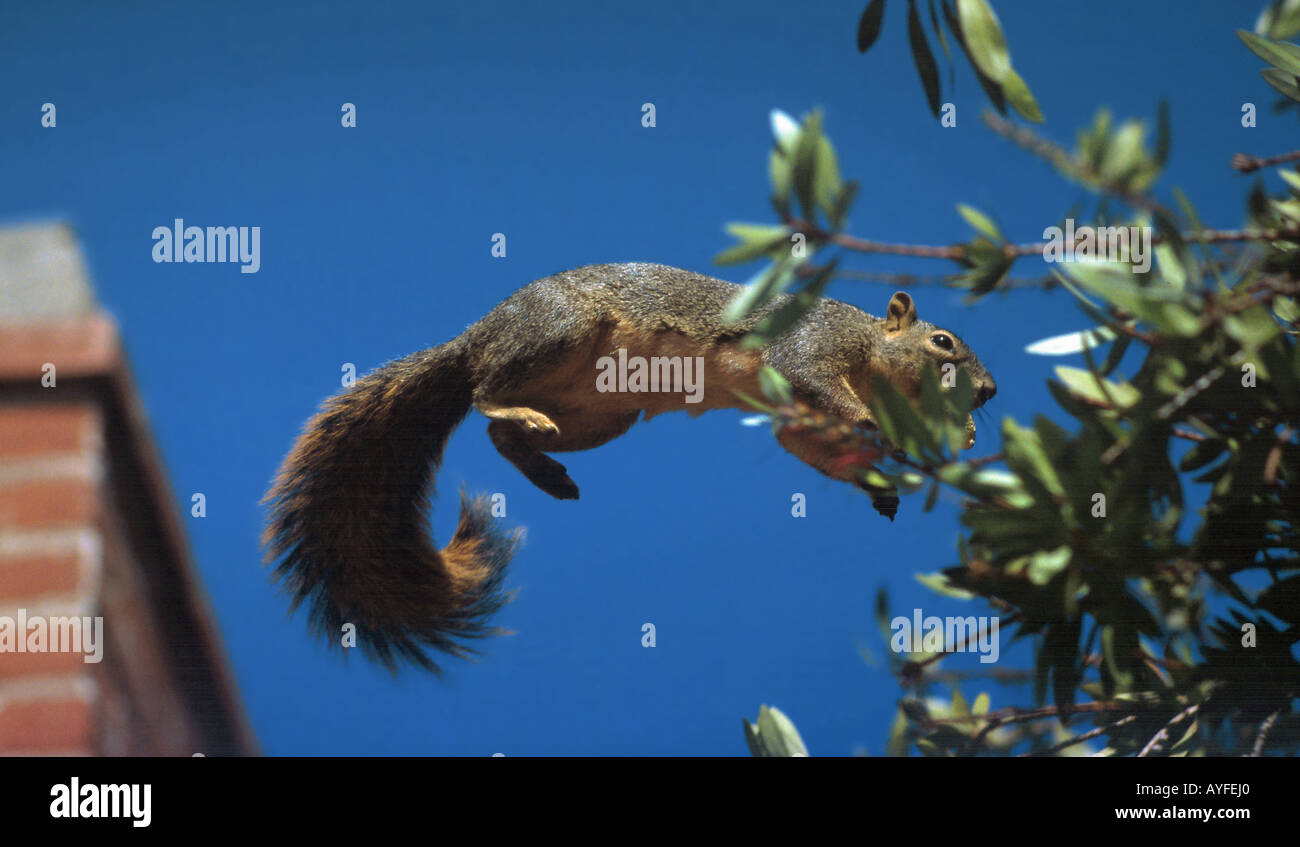 Flying squirrel southern hi-res stock photography and images - Alamy