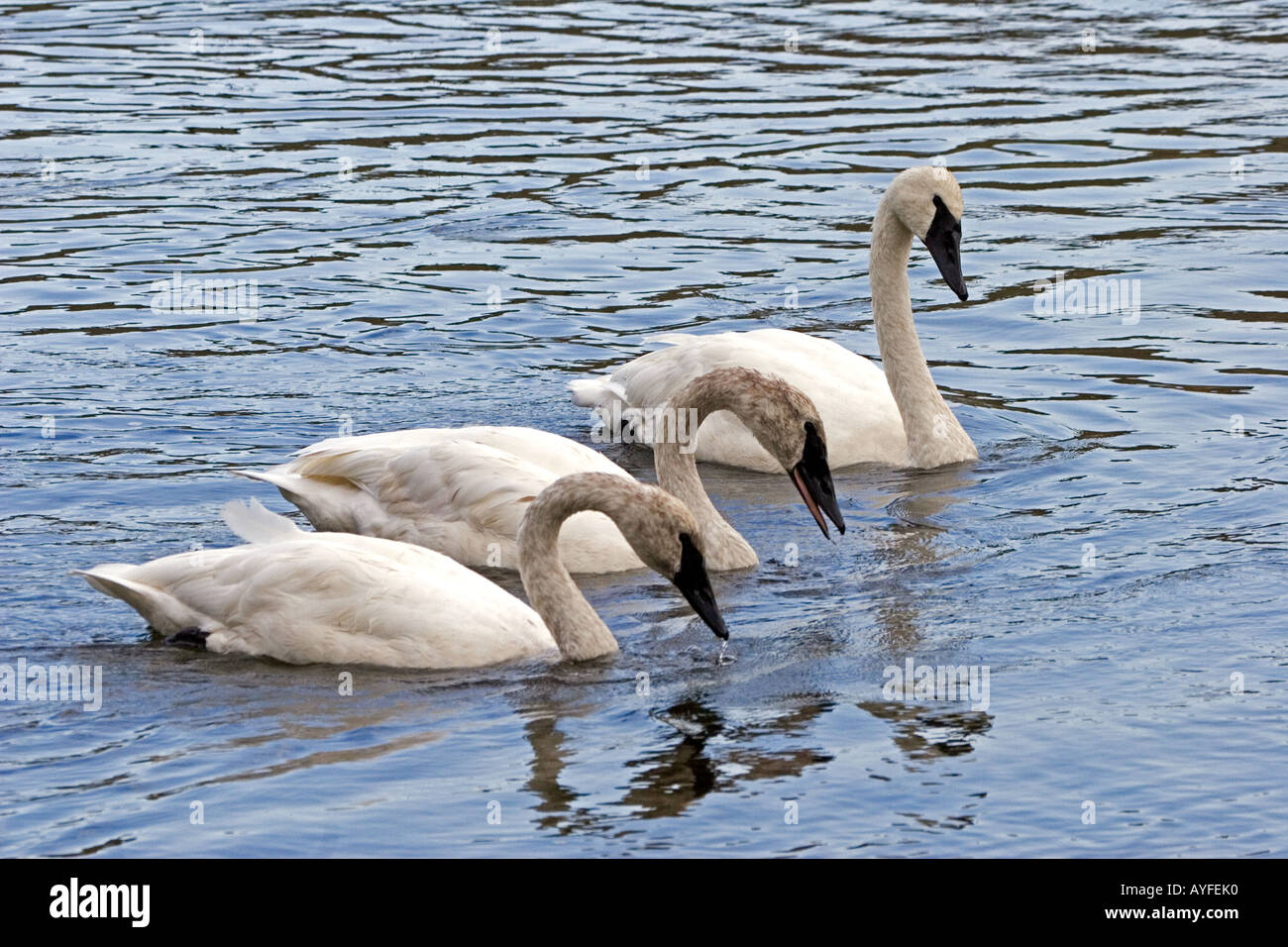 Trumpeter swan flying close up hi-res stock photography and images - Alamy