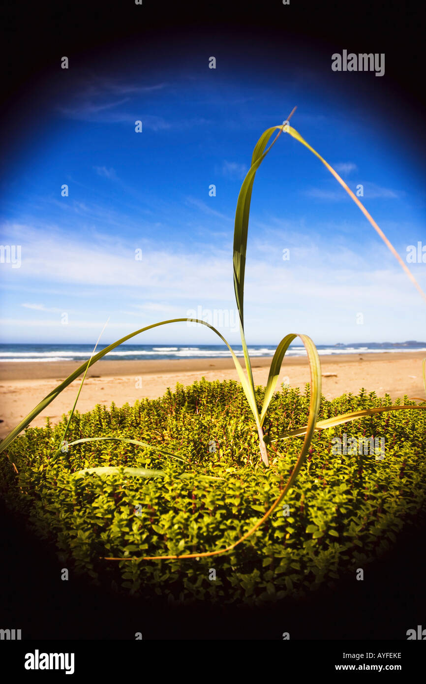 weed on a beach Stock Photo - Alamy