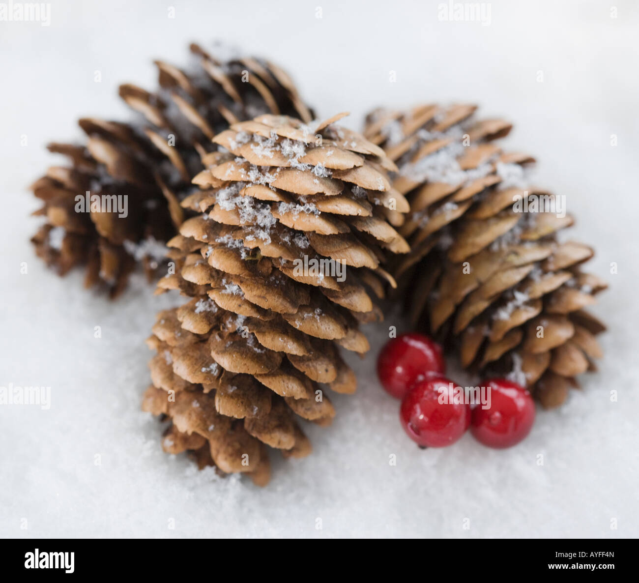 Close up of pinecones in snow Stock Photo - Alamy
