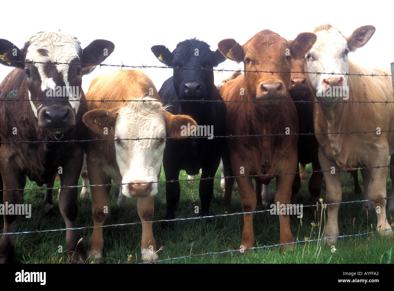 Orkney beef hi-res stock photography and images - Alamy