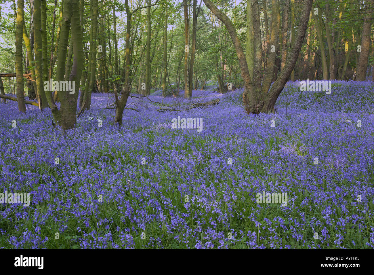 Bluebell woodland in spring Hyacinthoides non scripta Lancashire UK ...