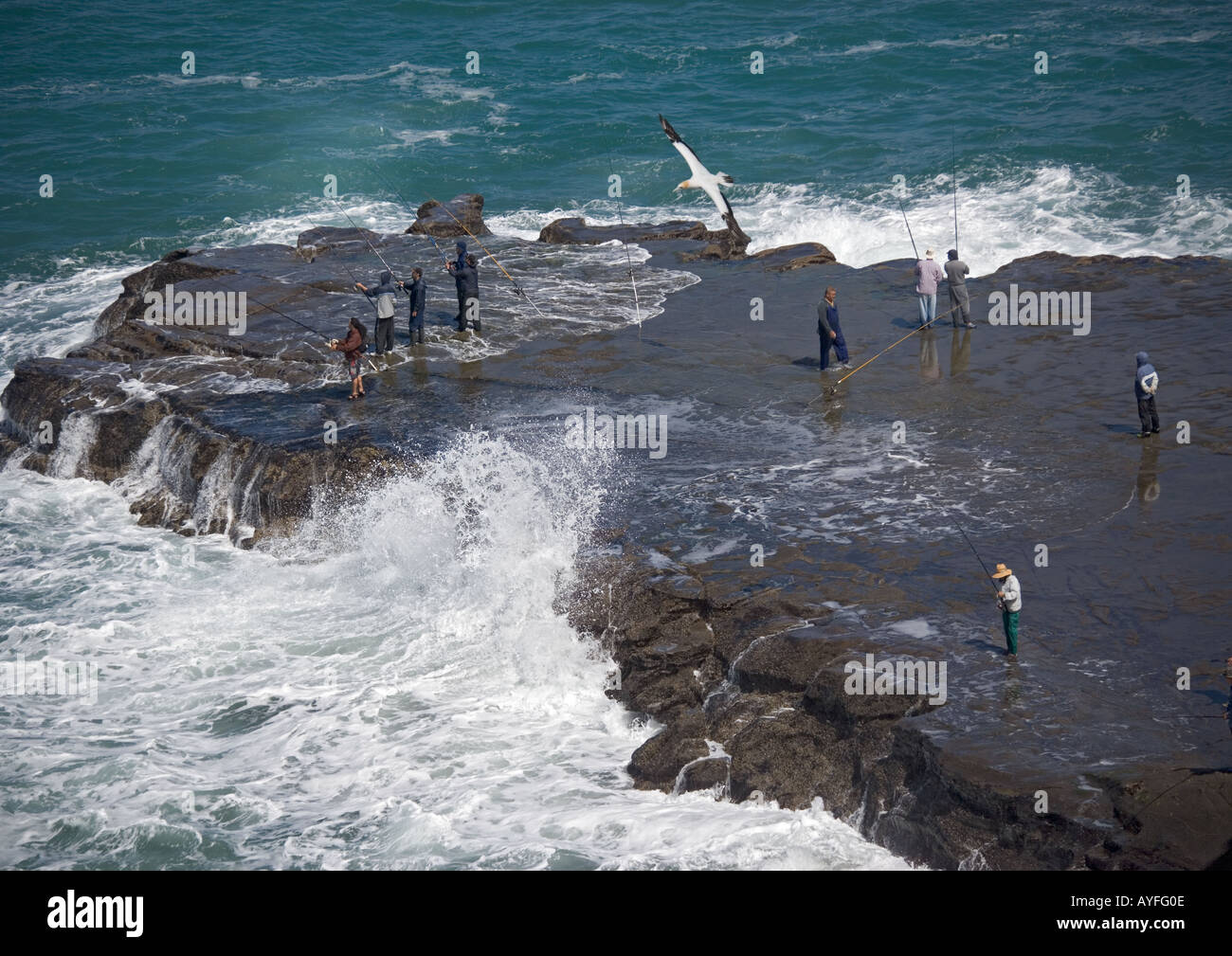 Sea fishermen on rocky promontory at Muriwai beach North Island New ...