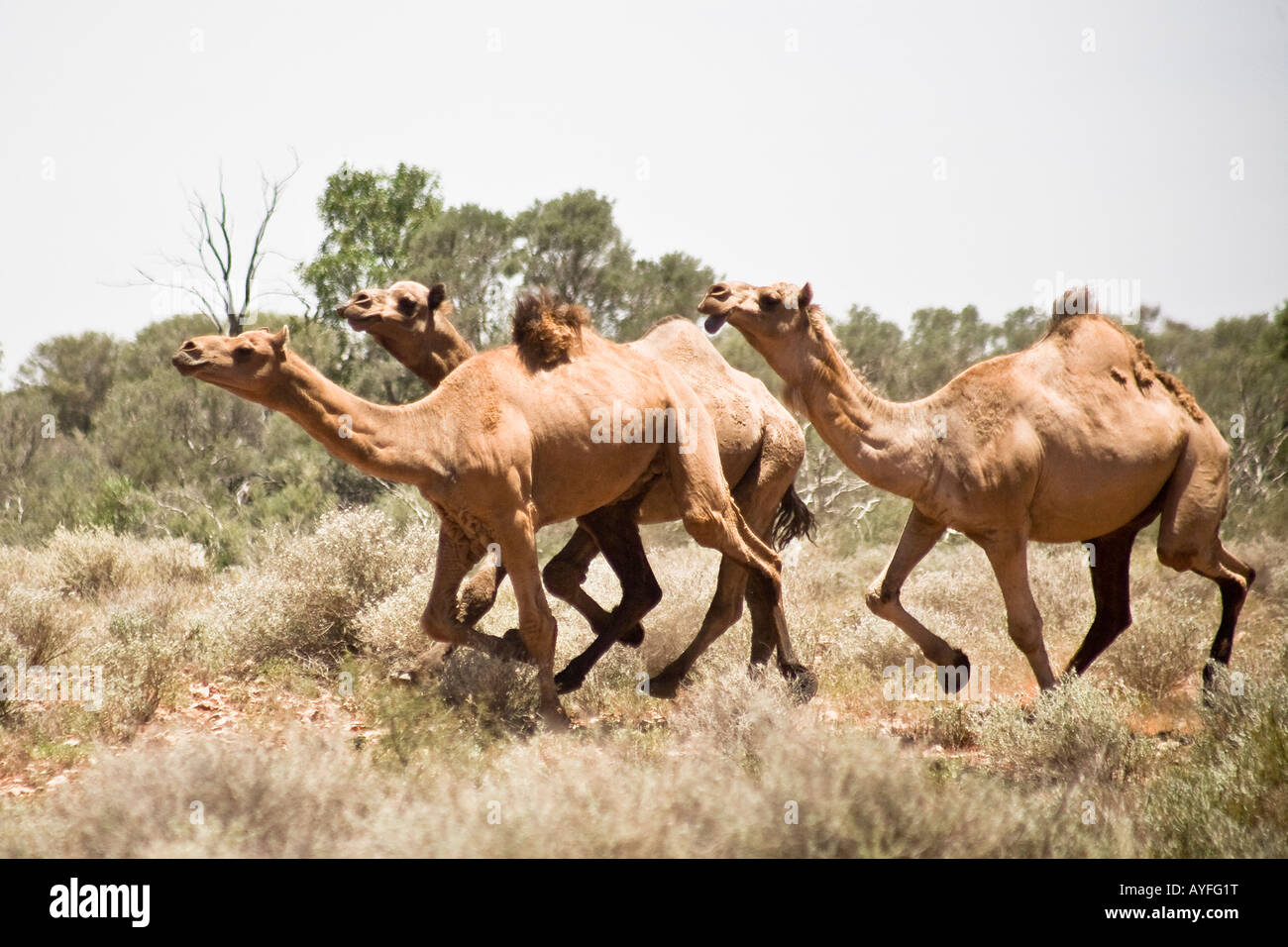 Feral camels North West of Alice Springs Northern Territory Australia ...