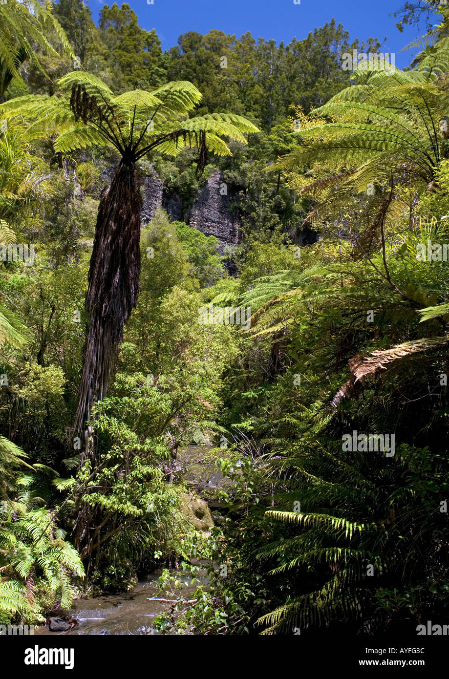 Waitakere range hi-res stock photography and images - Alamy