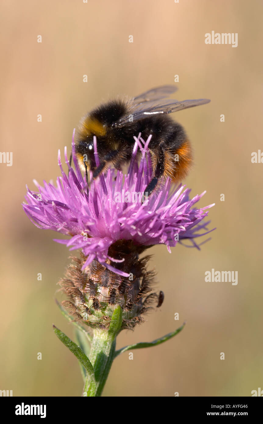 Bombus lapidarius thistle hi-res stock photography and images - Alamy