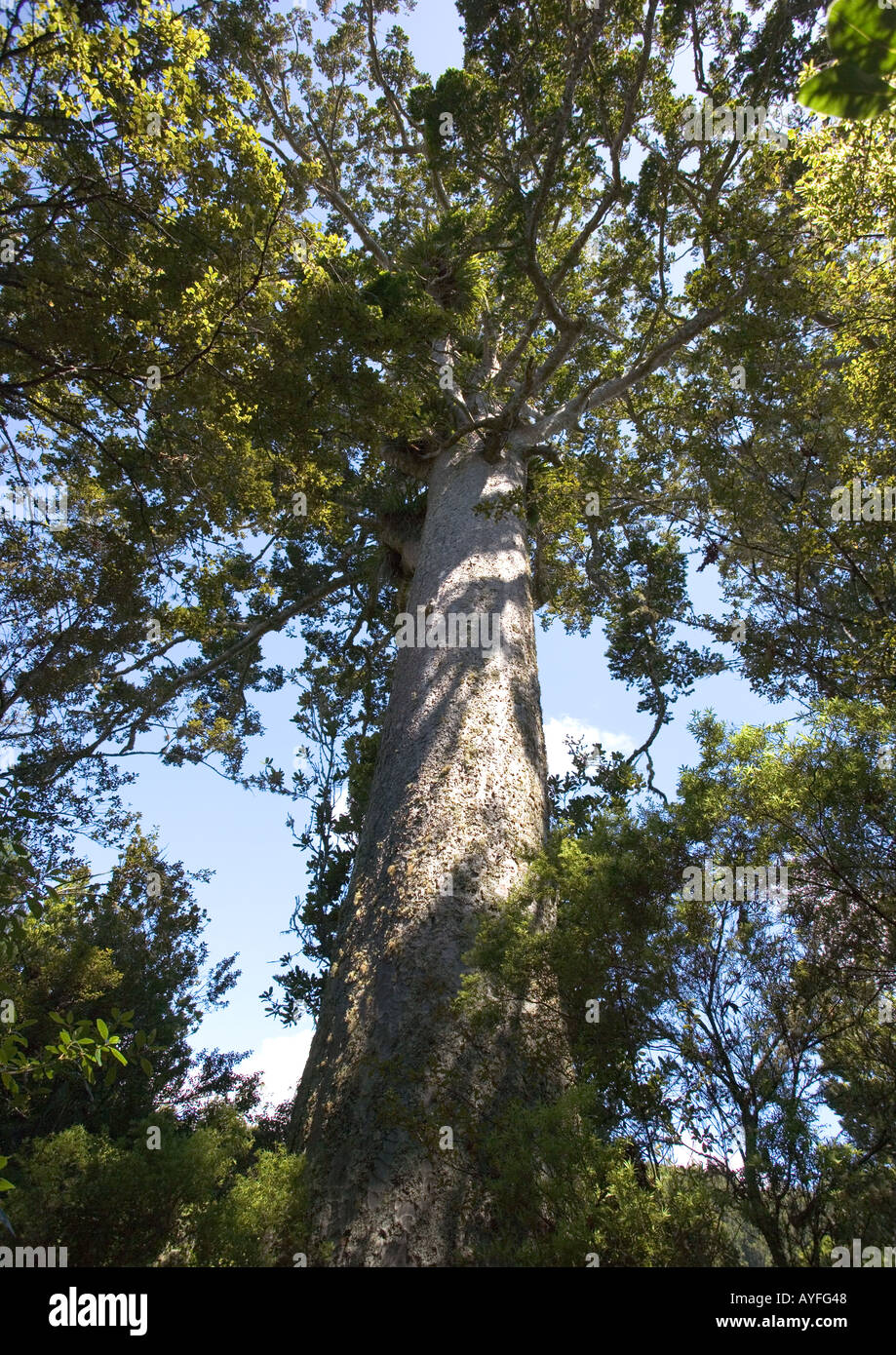 Huge Kauri tree Cascade range, North Island, New Zealand Stock Photo ...