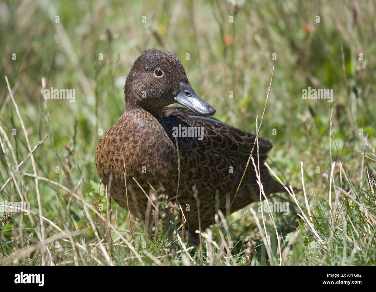 Brown teal female North Island New Zealand Rare NZ endemic Stock Photo ...