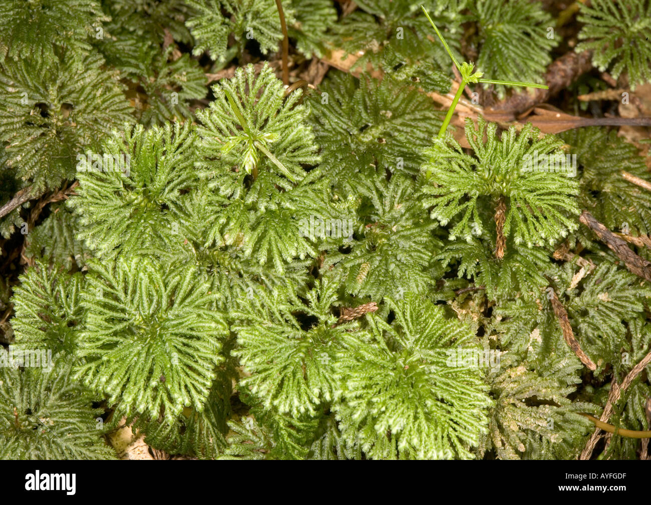 Umbrella moss( Hypnodendron kerrii ) in ancient forest Pureora North ...
