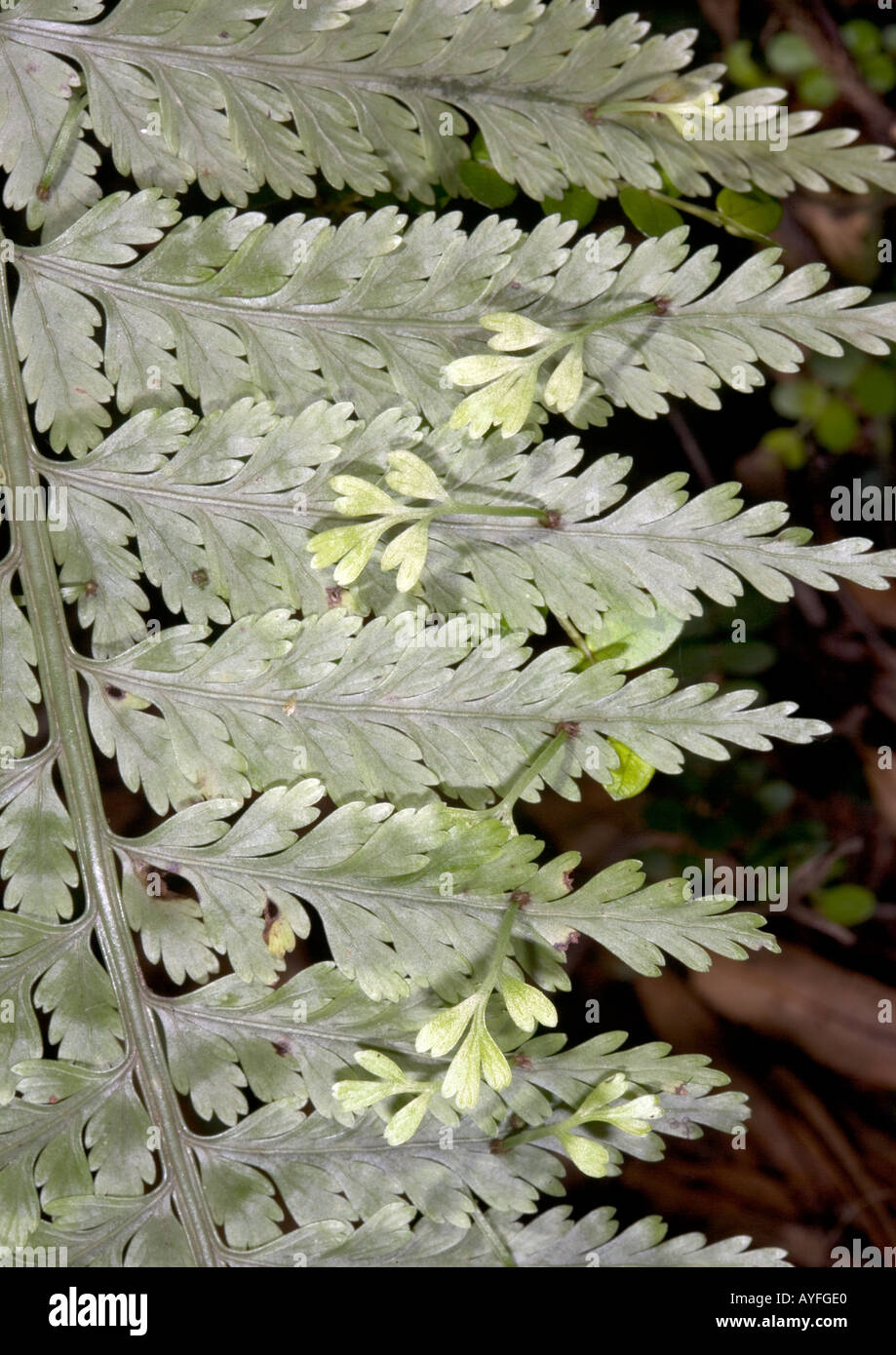 Hen and chickens fern Asplenium bulbiferum showing viviparous ...