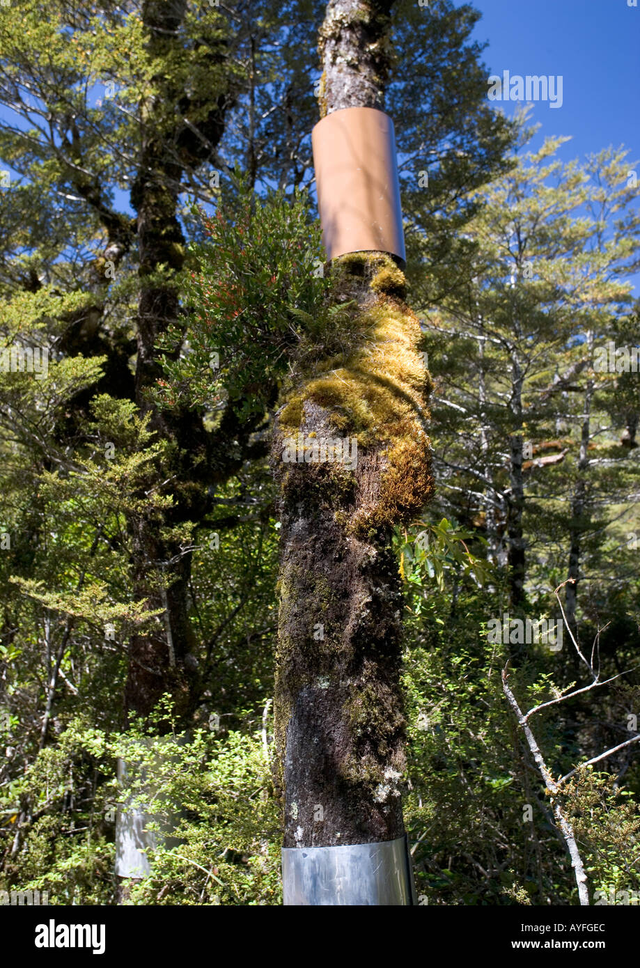 Possum damage hi-res stock photography and images - Alamy