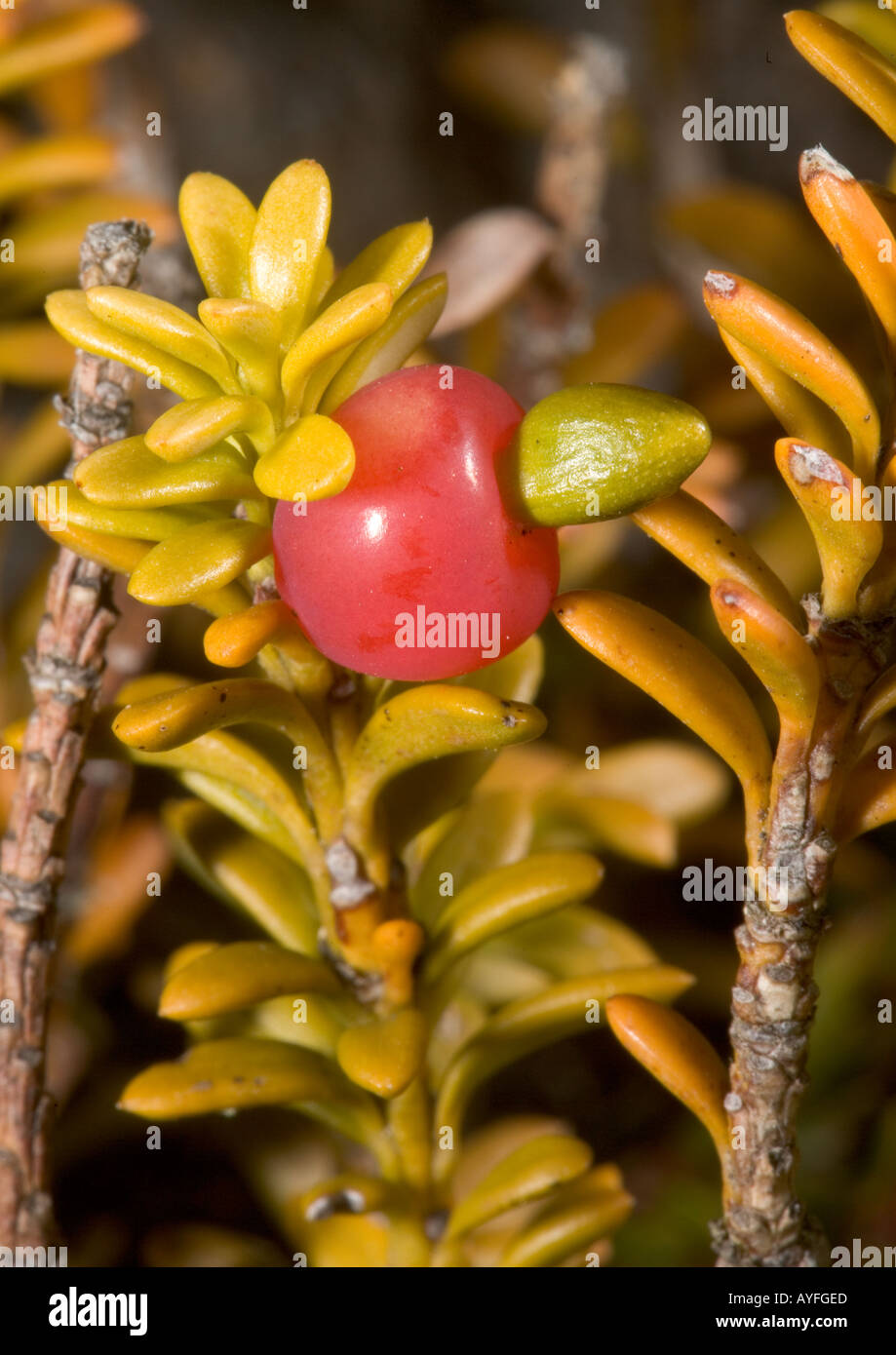 Snow totara ( Podocarpus nivalis ) in fruit A dwarf podocarp primitive ...