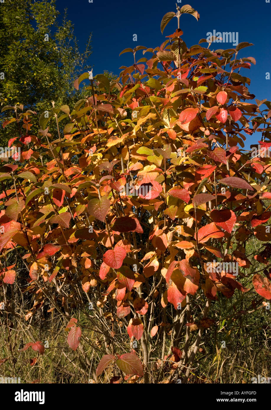 Wayfaring tree, Viburnum lantana showing autumn colour Stock Photo - Alamy
