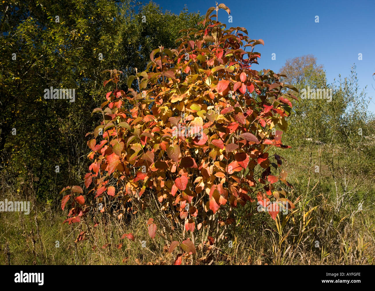 Wayfaring tree, showing autumn colour Stock Photo - Alamy